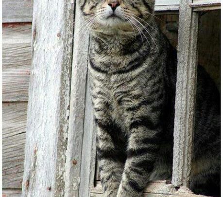 Get Well Cat Images Bilder | Bilder und Sprüche