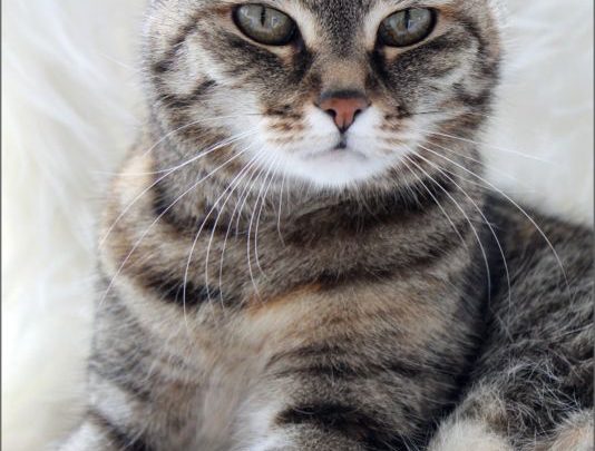 Get Well Cat Pictures Bilder | Bilder und Sprüche