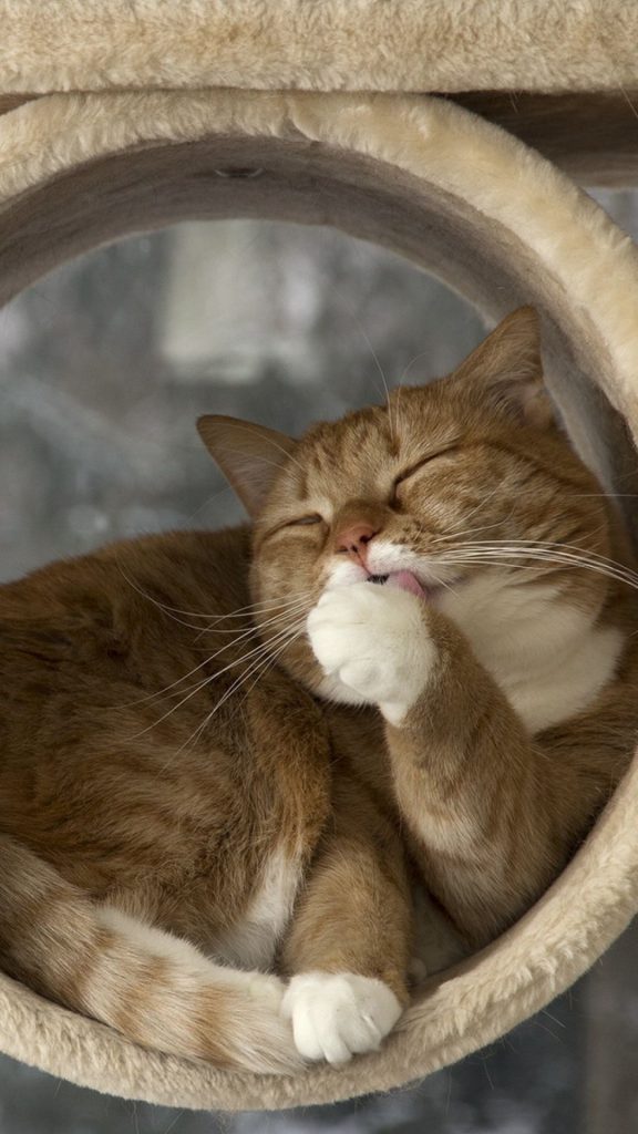 Goofy Cat Bilder | Bilder und Sprüche