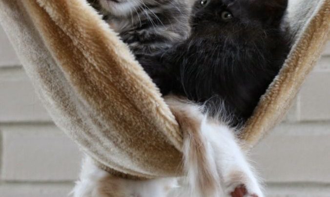 Show Me Cute Pictures Of Cats Bilder | Bilder und Sprüche für Whatsapp ...