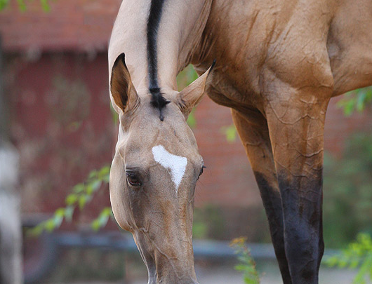 Bild Ente Für Whatsapp | Bilder und Sprüche für Whatsapp und Facebook ...