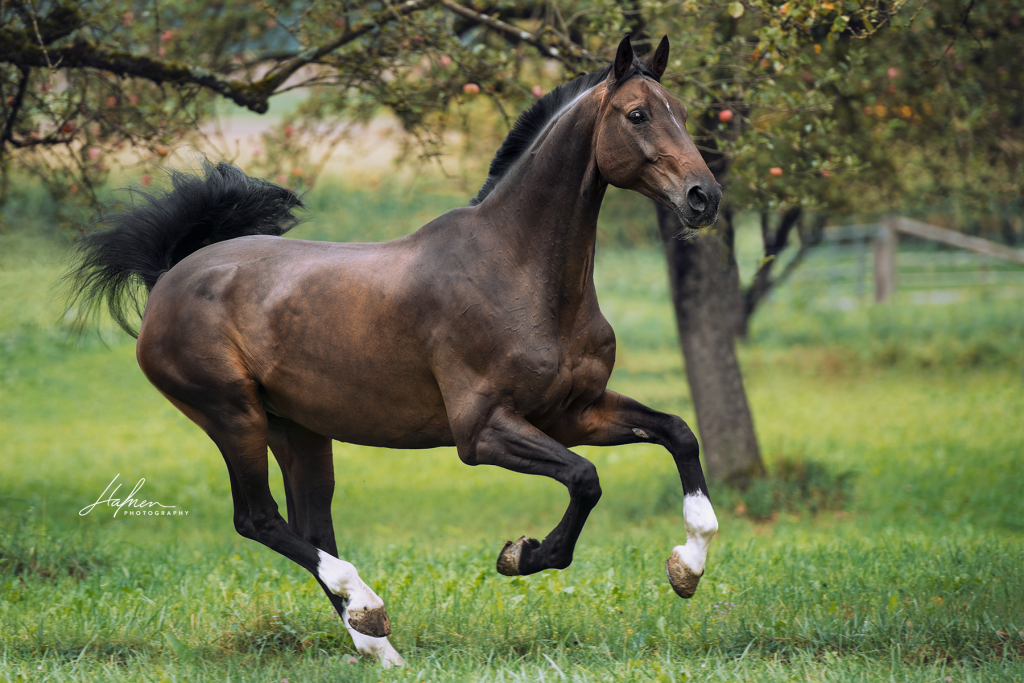 Pferdebilder Kostenlos | Bilder und Sprüche