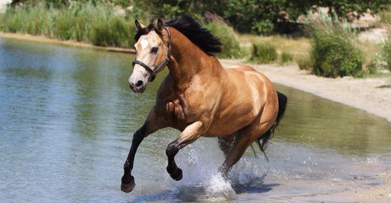 Süße Pferde Bilder | Bilder und Sprüche für Whatsapp und Facebook kostenlos